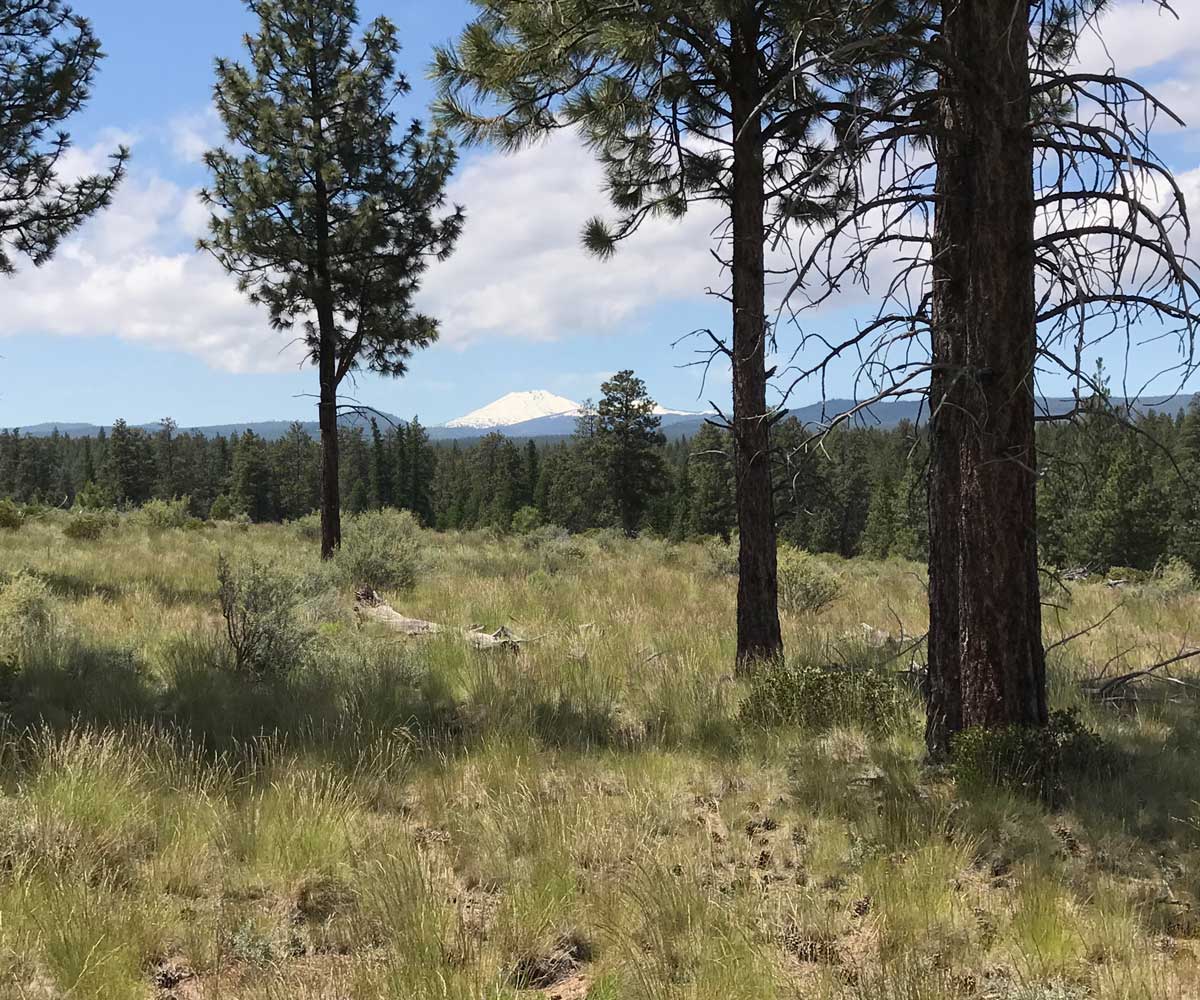 Drake & Shevlin Parks Centennial Celebration - Bend Park and Recreation ...