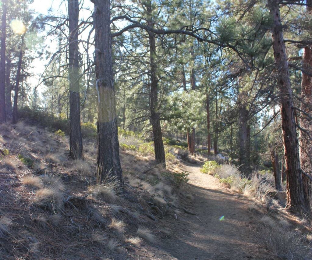 Shevlin Park - Bend Park and Recreation District